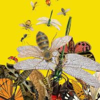 Oliver Milman – Journalist and author of the Insect Crisis